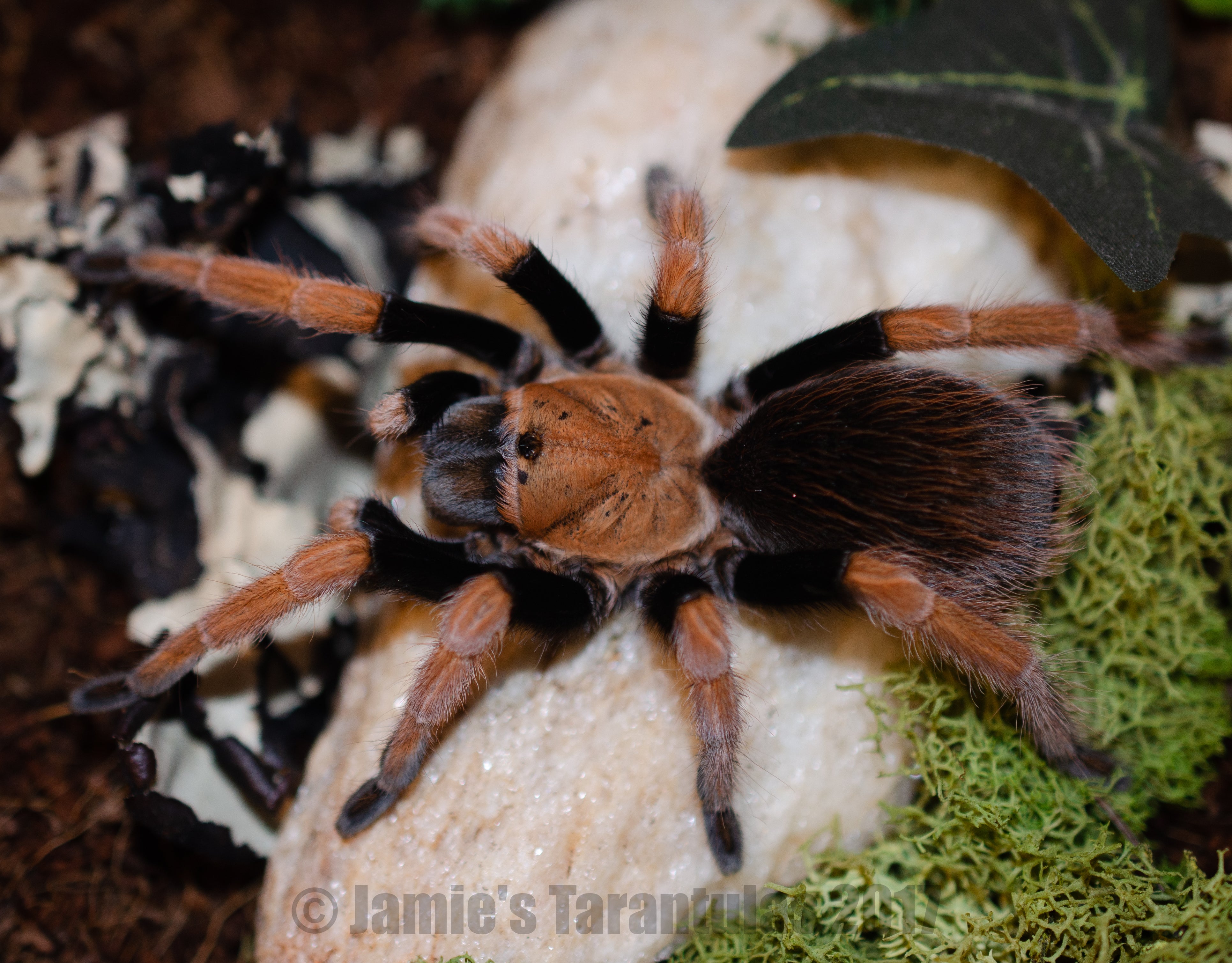 Tarantulas – Jamie’s on the Web