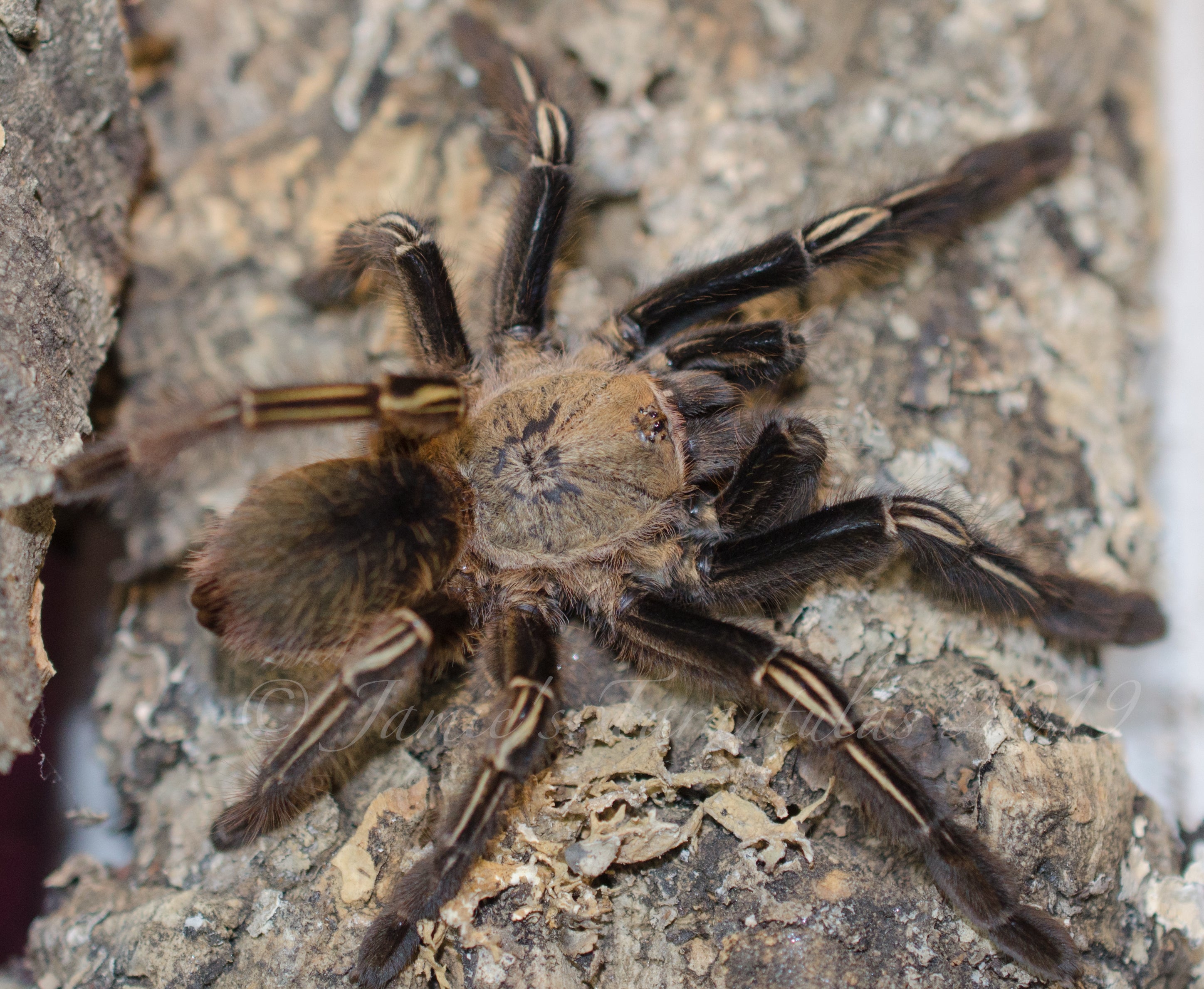 Ephebopus murinus (Skeleton Tarantula) 3 1/2-4" FEMALE – Jamie’s on the Web